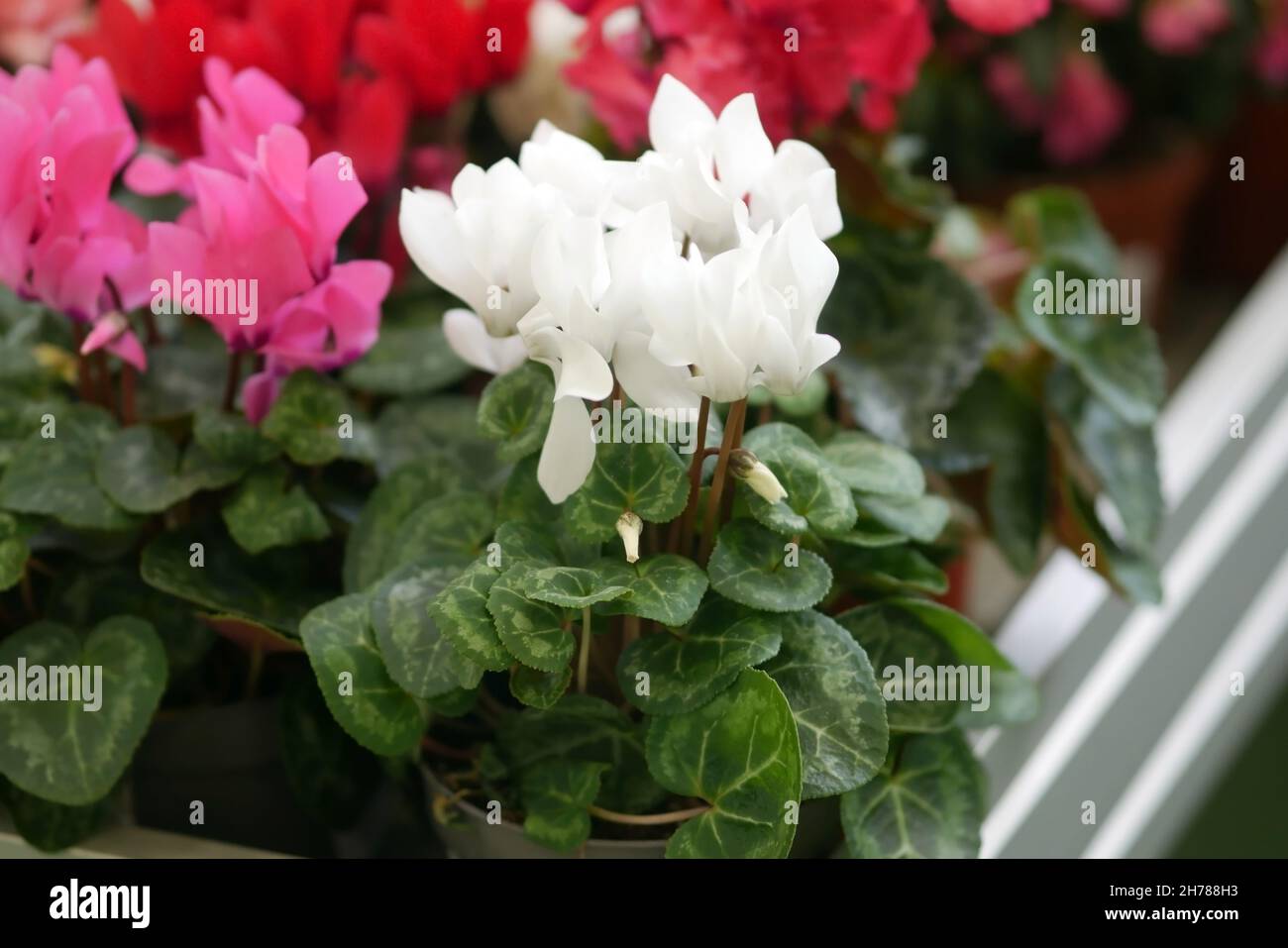 Cyclamen close up. A beautiful background with brightly pink with white ...