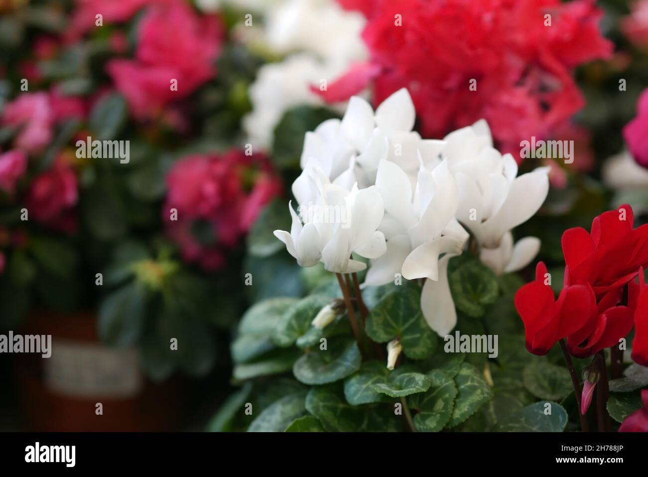 Cyclamen close up. A beautiful background with brightly pink with white ...