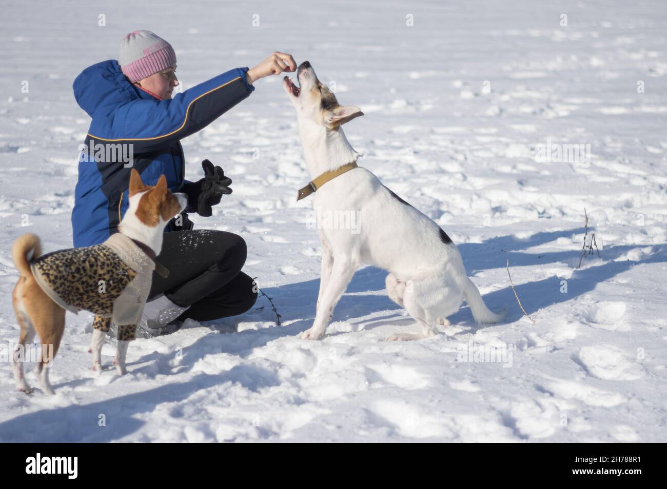 Basenji cross breed hi-res stock photography and images - Alamy