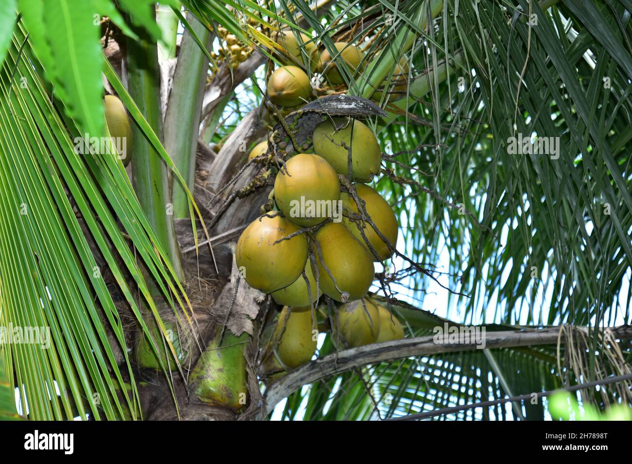 Coconut tree vector black and white hi-res stock photography and images ...