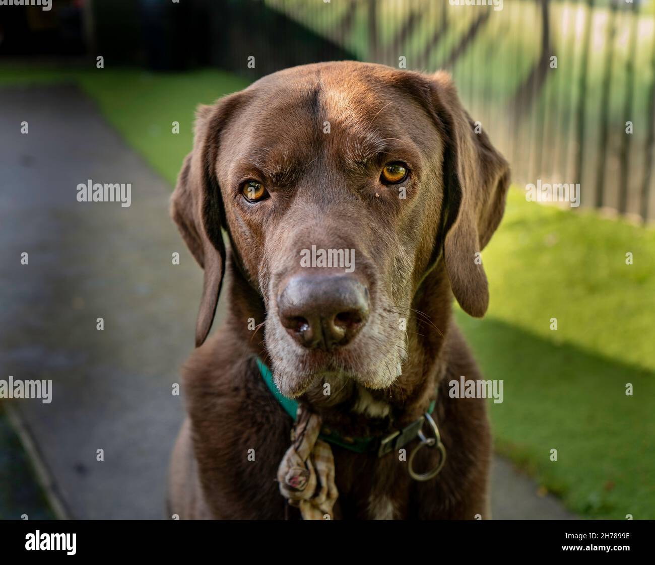 Lab animal hi-res stock photography and images - Alamy