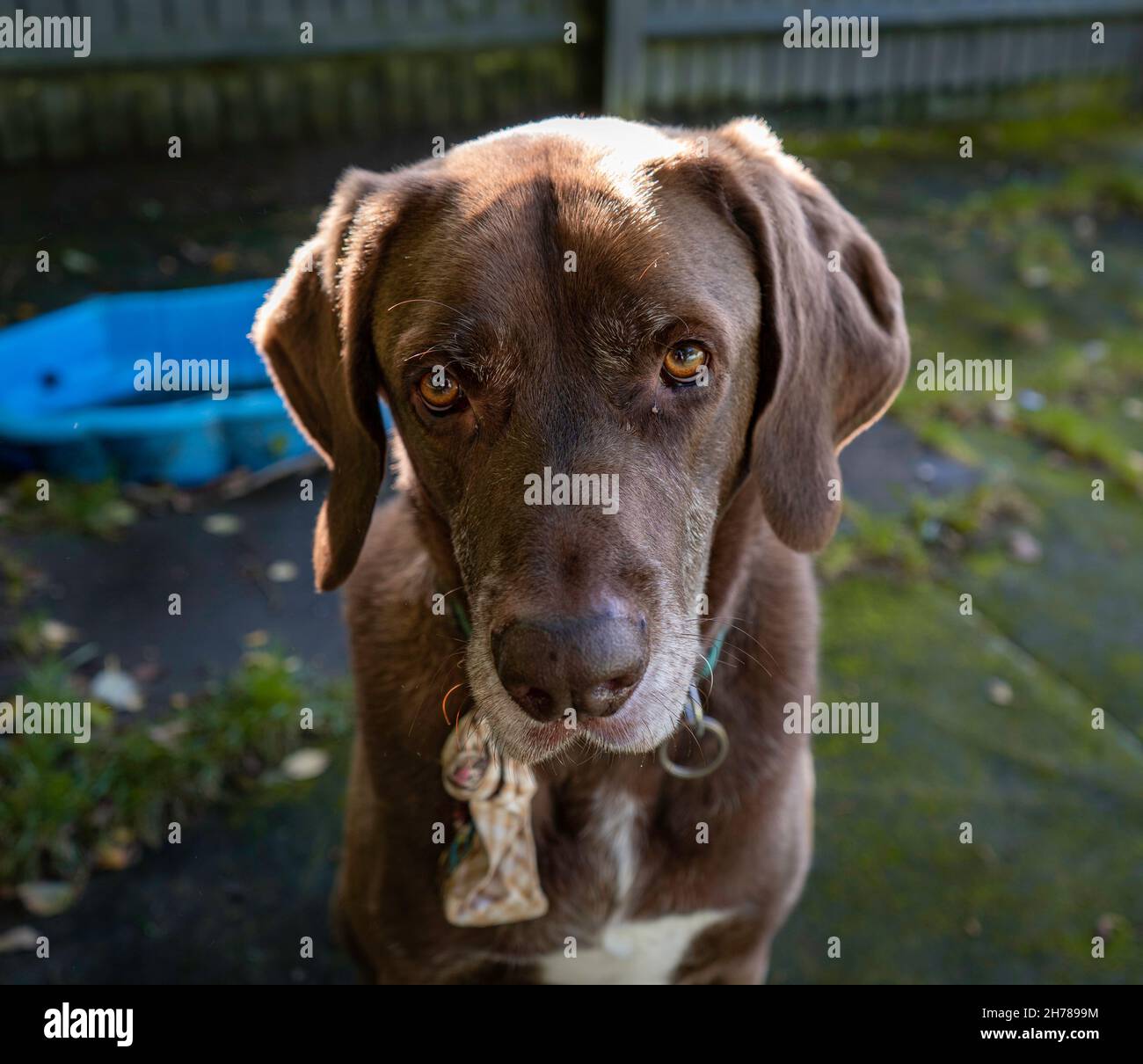 Chocolate Lab Mix Comp