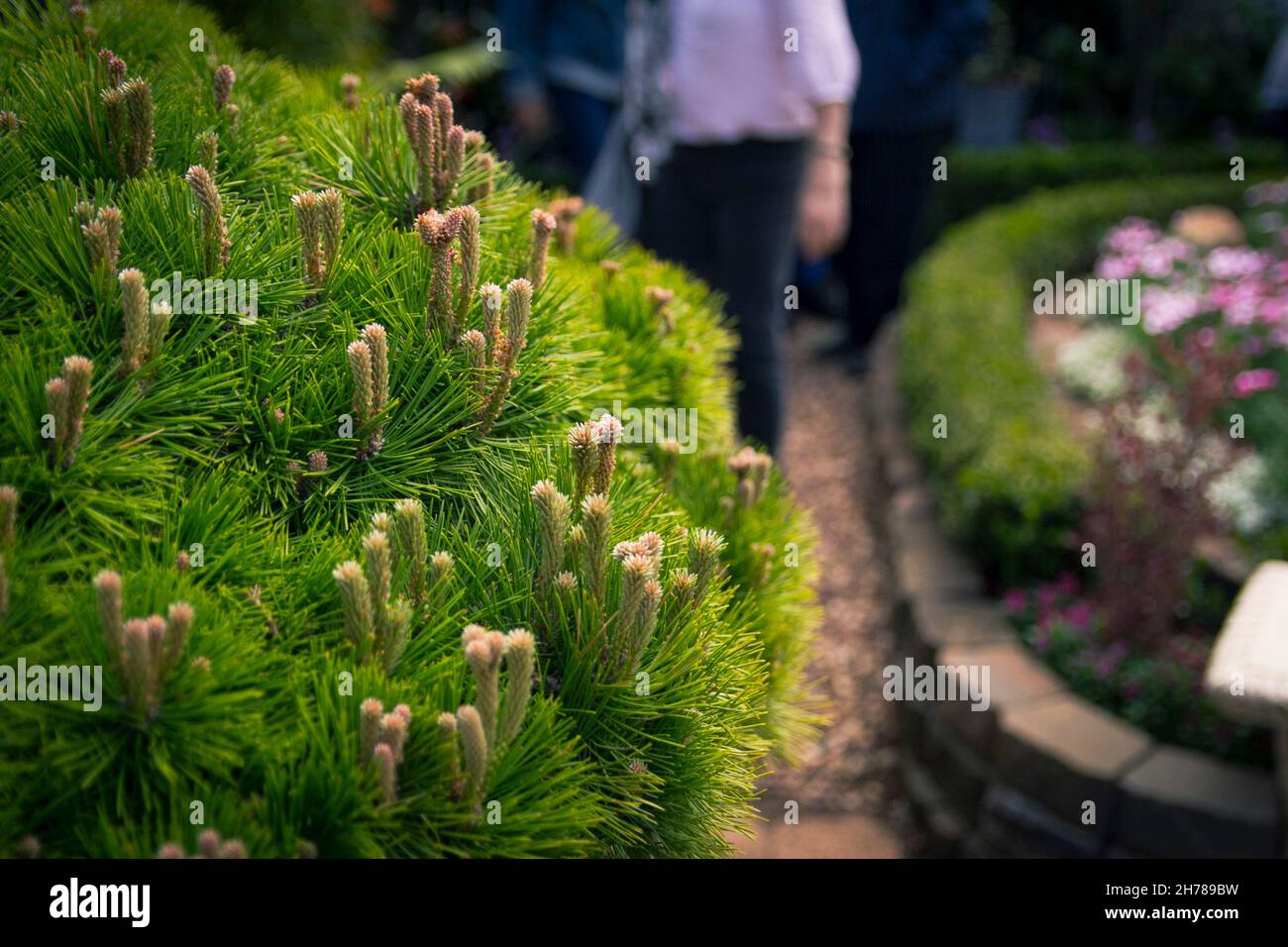 Flowers in full bloom from Toowoomba flower festival in spring Stock ...
