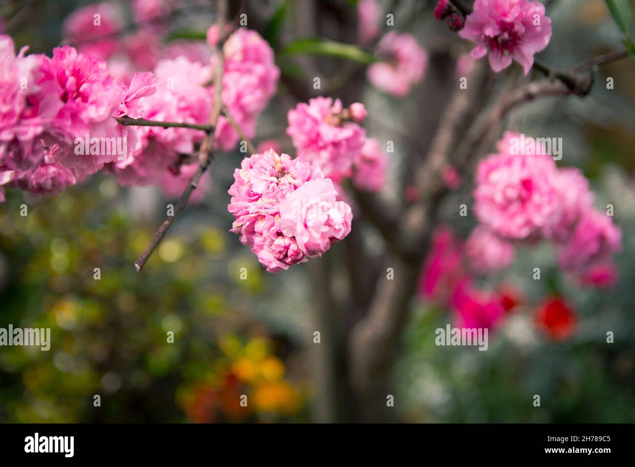 Flowers in full bloom from Toowoomba flower festival in spring Stock ...