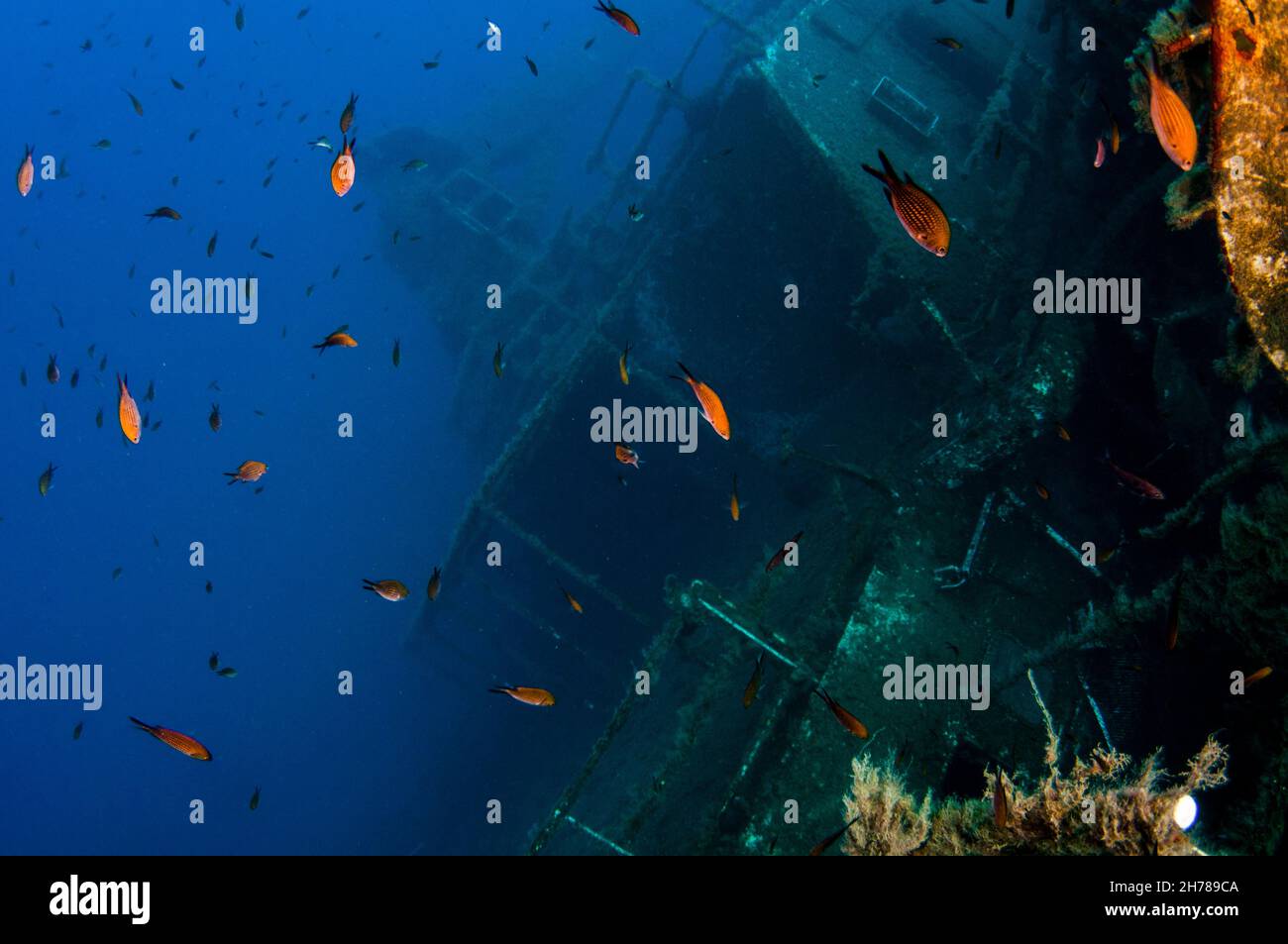 Diver at the MS Zenobia shipwreck. MS Zenobia was a Swedish built ...