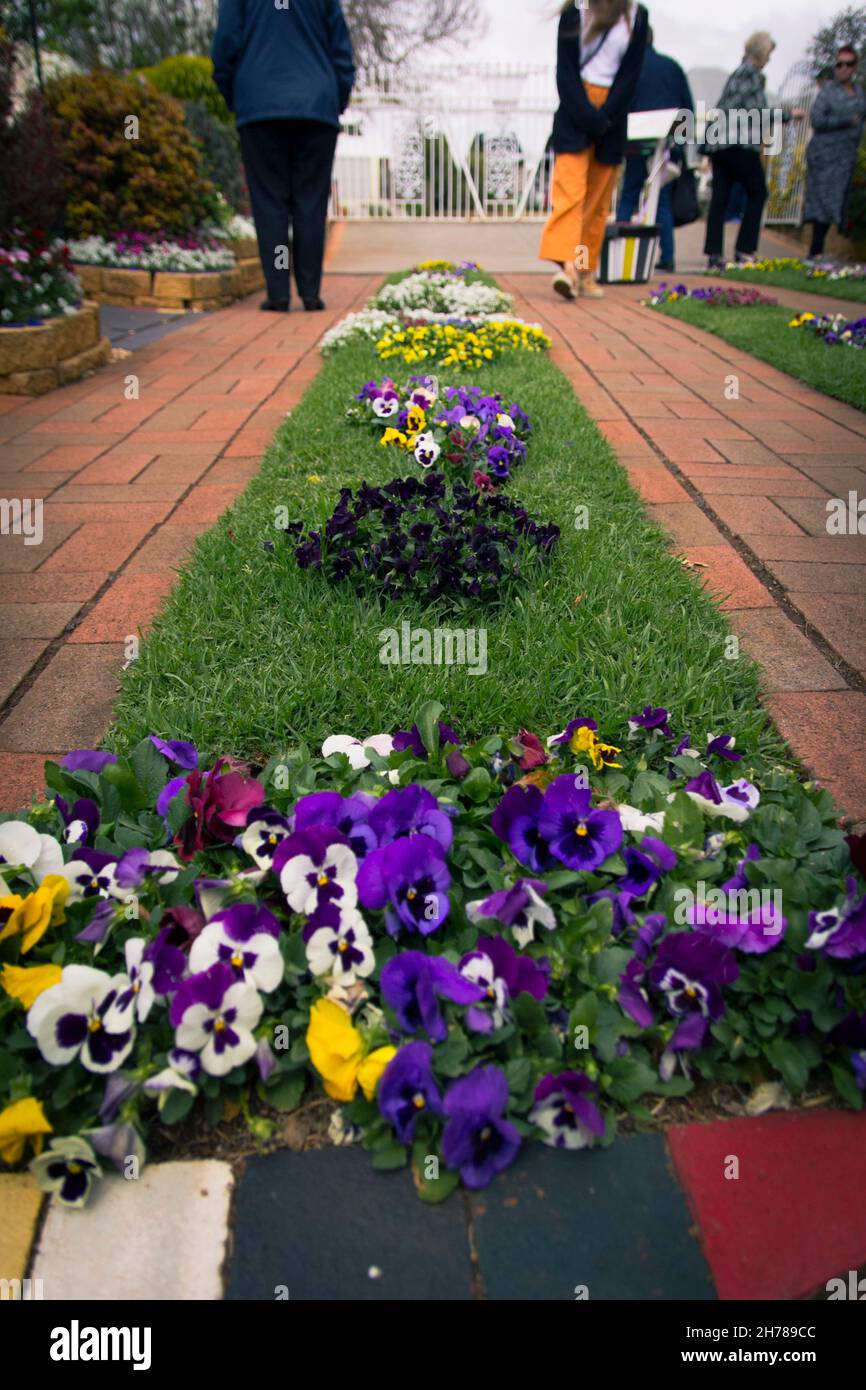 Flowers in full bloom from Toowoomba flower festival in spring Stock ...