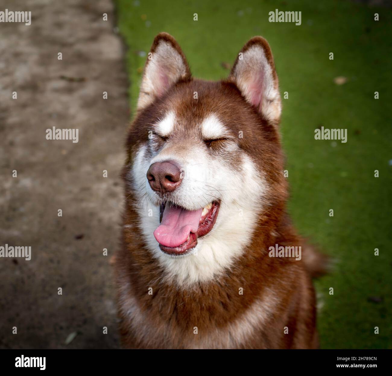 Red husky hi-res stock photography and images - Alamy