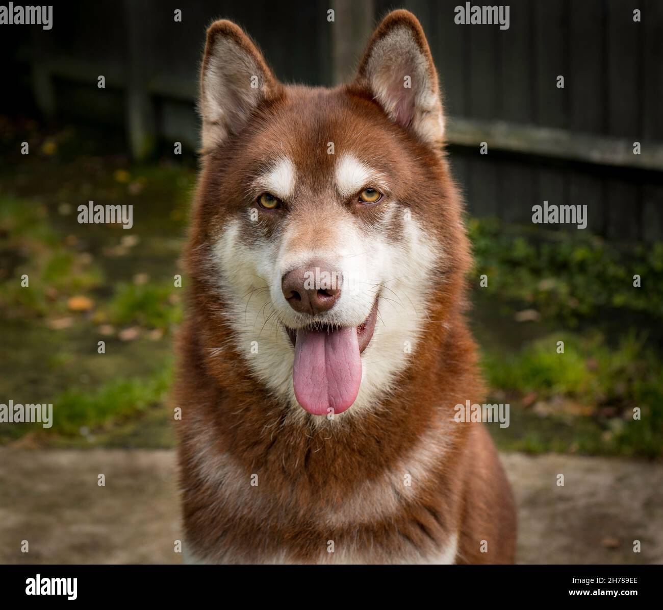 Red husky hi-res stock photography and images - Alamy