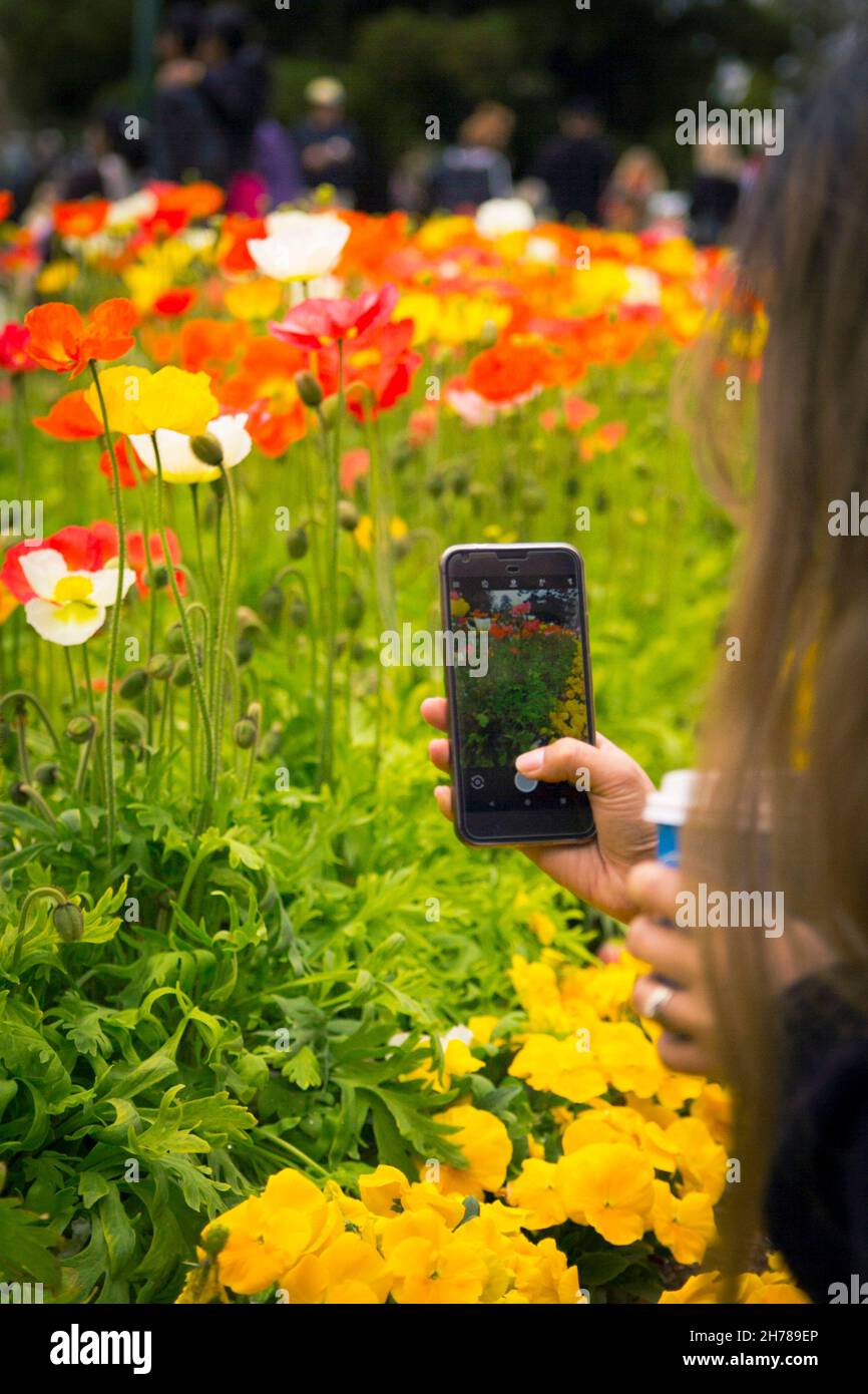 Flowers in full bloom from Toowoomba flower festival in spring Stock ...