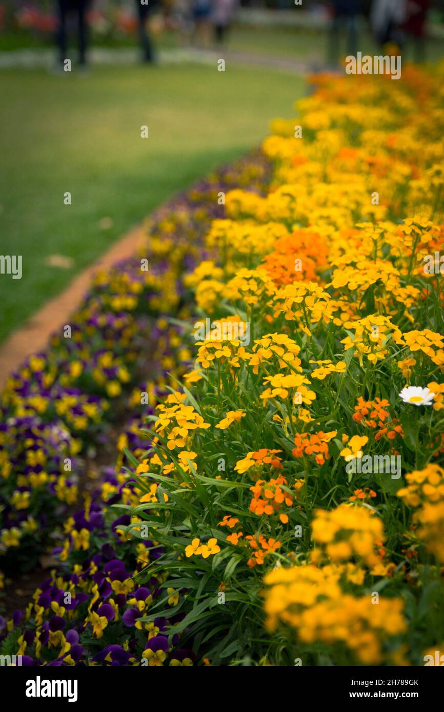 Flowers in full bloom from Toowoomba flower festival in spring Stock ...