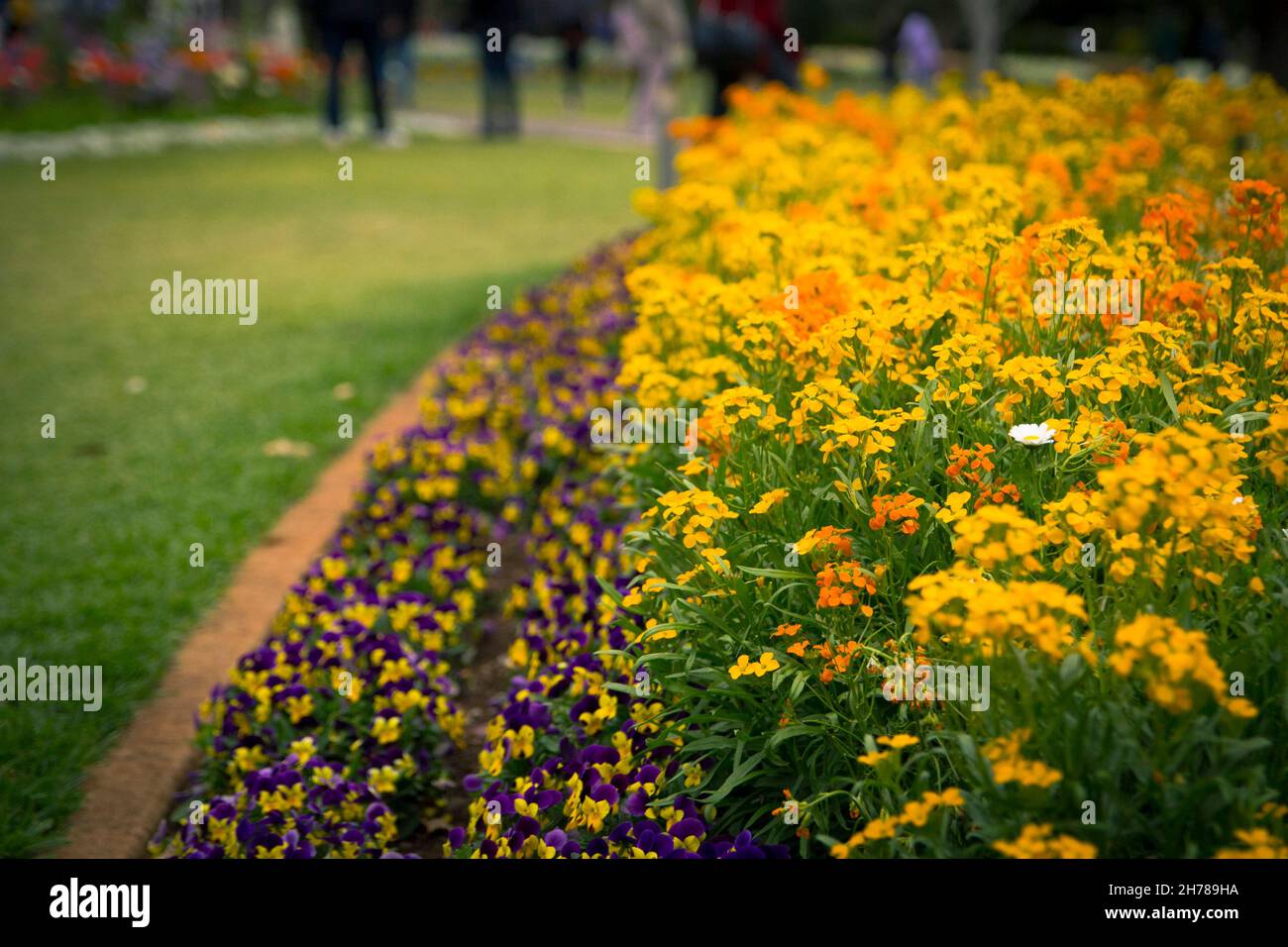 Flowers in full bloom from Toowoomba flower festival in spring Stock ...