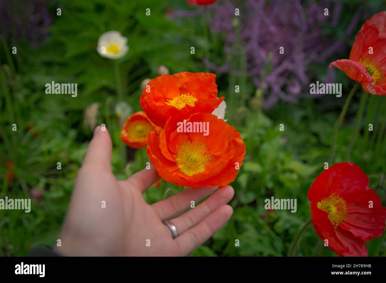 Flowers in full bloom from Toowoomba flower festival in spring Stock ...