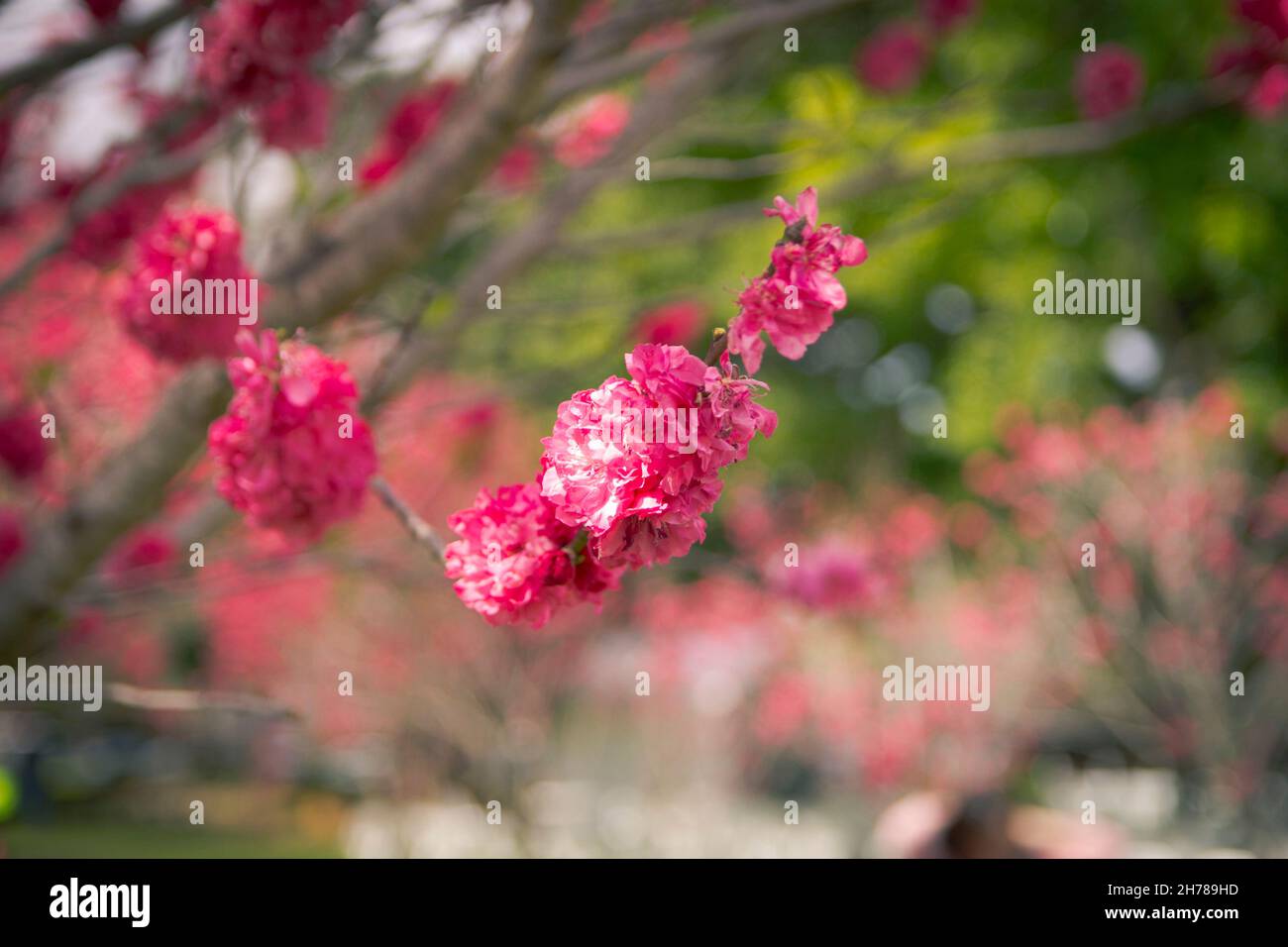 Flowers in full bloom from Toowoomba flower festival in spring Stock ...