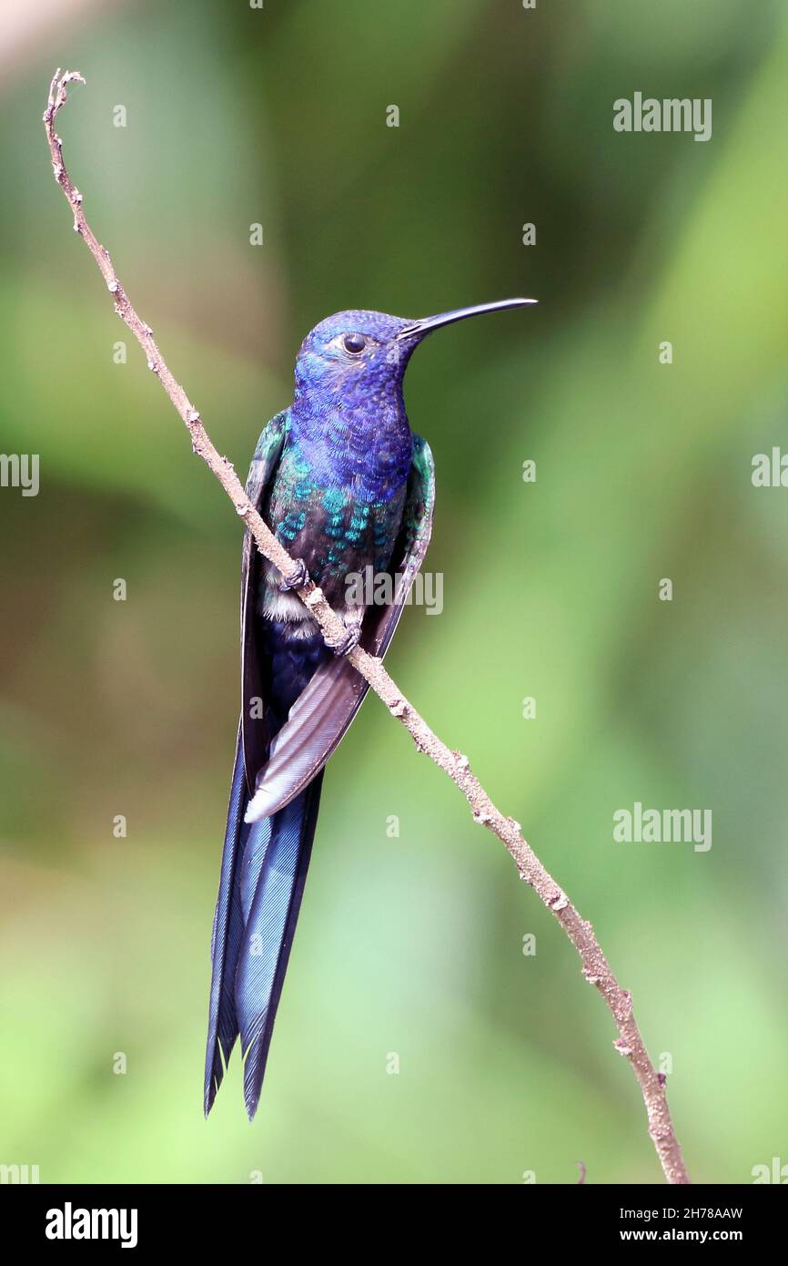 Swallow tailed hummingbird hi-res stock photography and images - Alamy