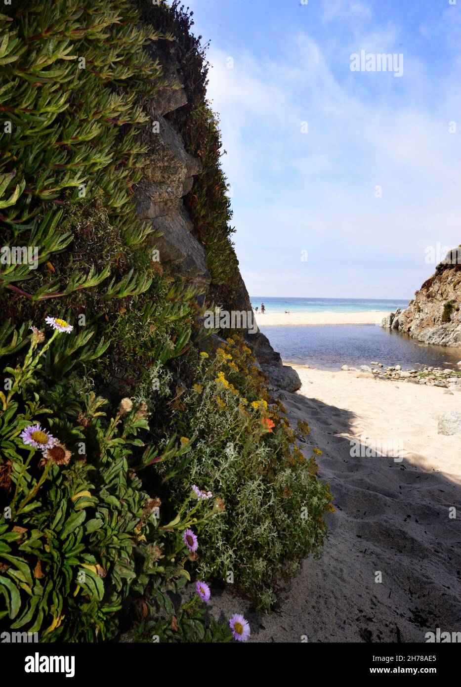 A vertical shot of a cliff covered with flowers and a beautiful sandy ...