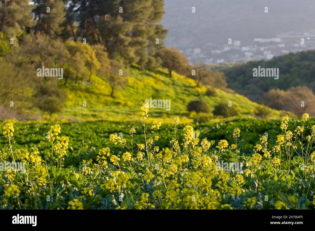 Blooming spring flowers. Photographed in the Galilee, Israel Stock ...