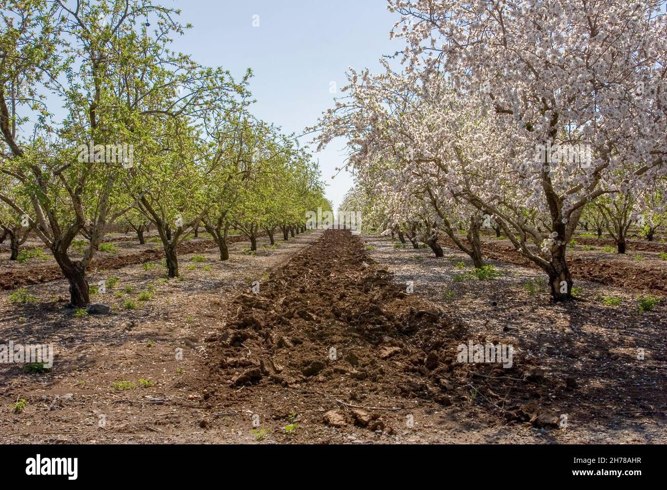A plantation of blooming almond trees. Photographed in Israel in March ...