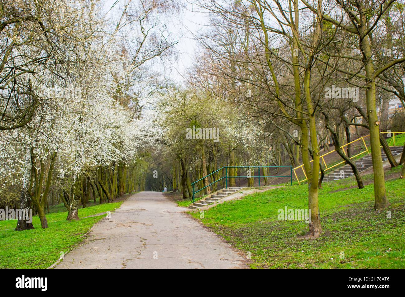 A beautiful path leading through a park with blossoming trees in the ...