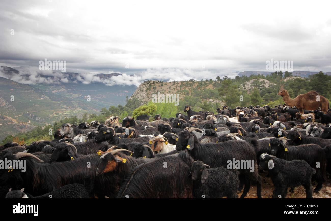 A herd of goats grazing. Nomadic life in Anatolia Stock Photo - Alamy