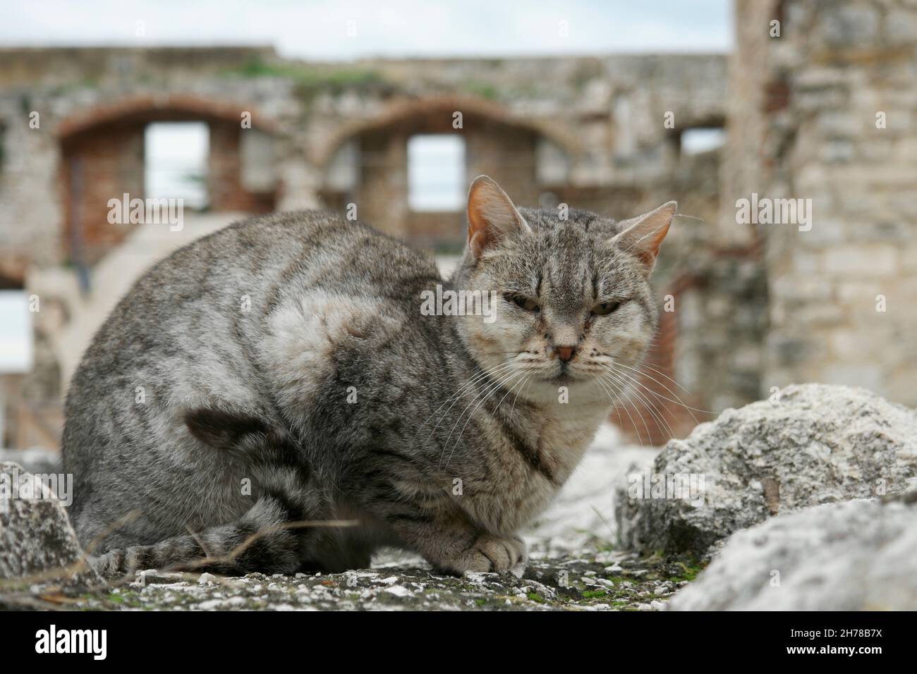 Cat in palace hi-res stock photography and images - Alamy