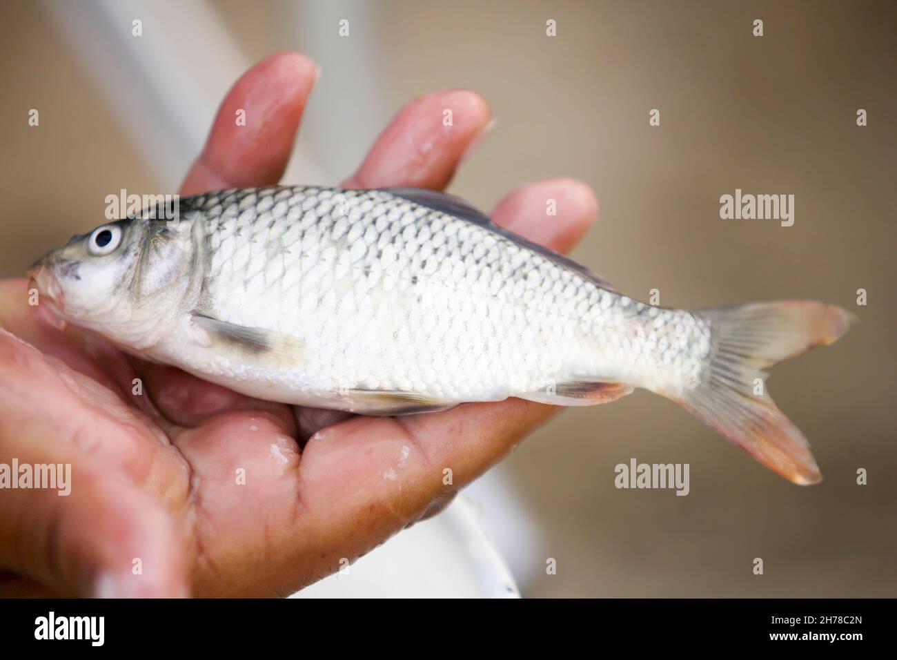 Hand in water catching water hi-res stock photography and images - Alamy
