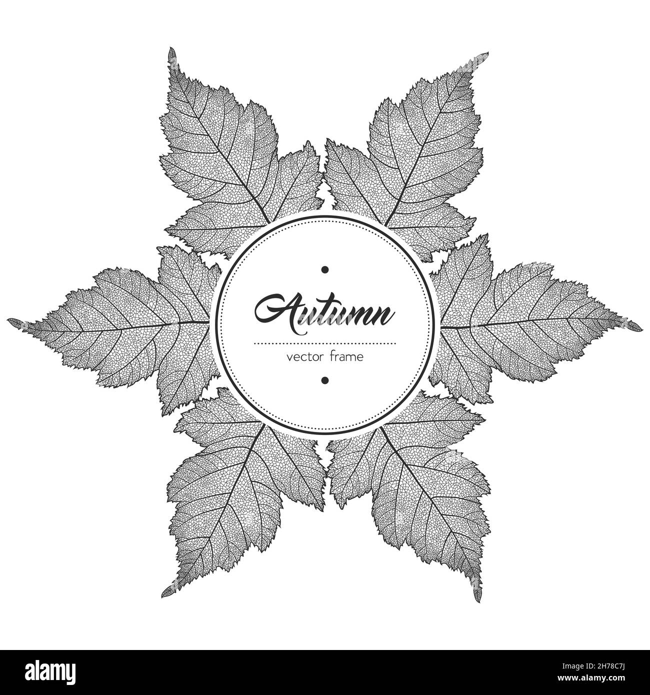 Maple tree leaf frame Black and White Stock Photos & Images - Alamy