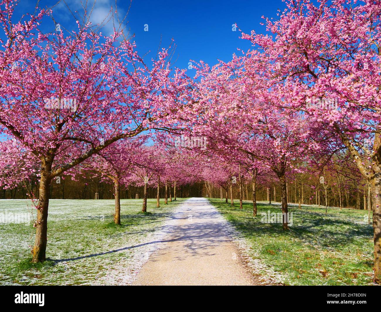 Laupheim, Germany: Blossom of cherry trees Stock Photo - Alamy