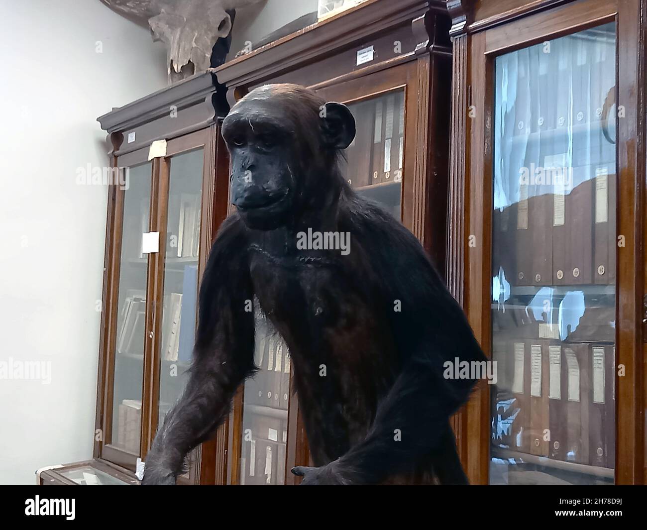Zoological Museum, taxidermy. Making stuffed animals, stuffed monkey ...