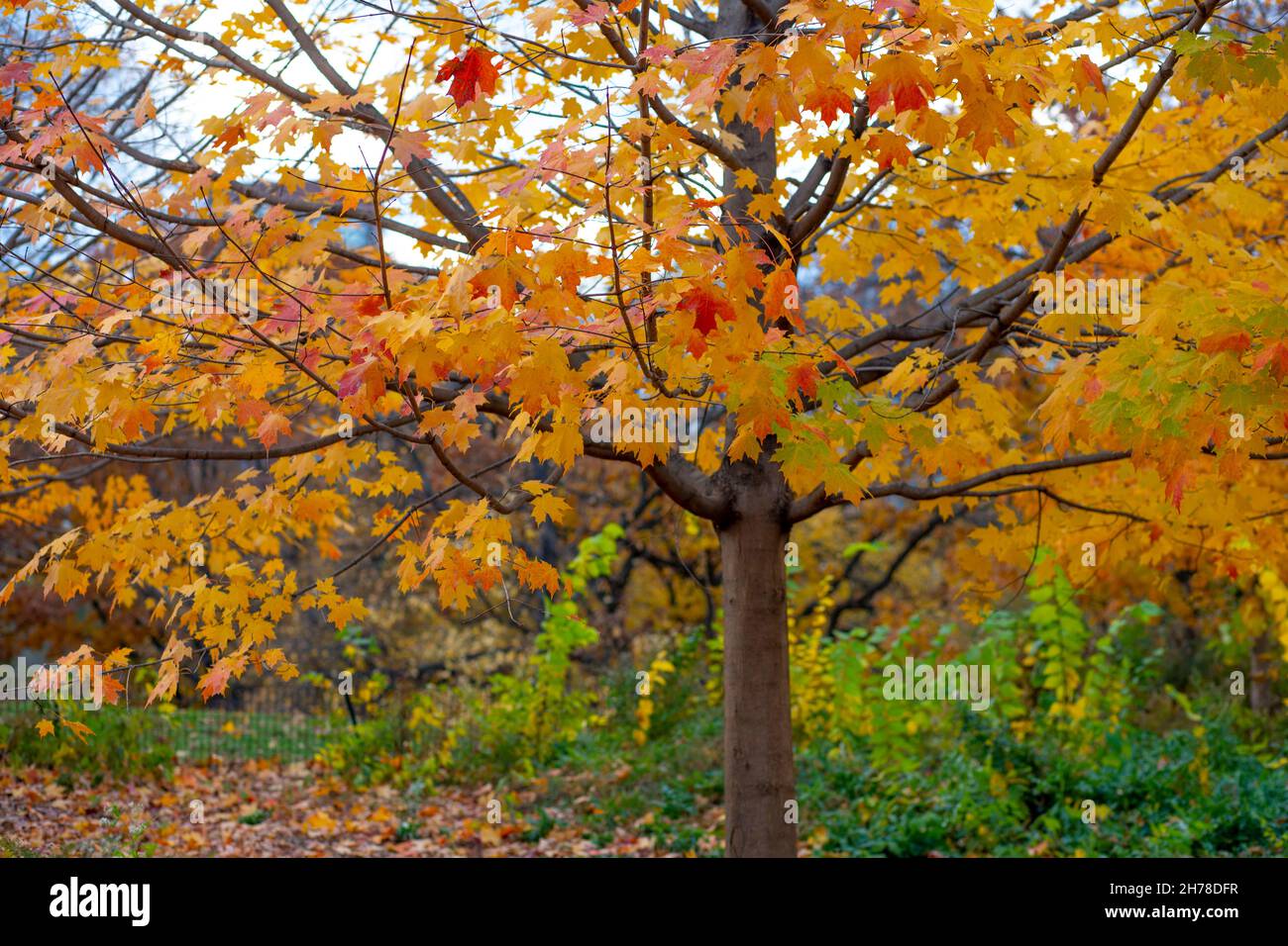 CENTRAL PARK NEW YORK CITY FALL/AUTUMN WALK Stock Photo - Alamy