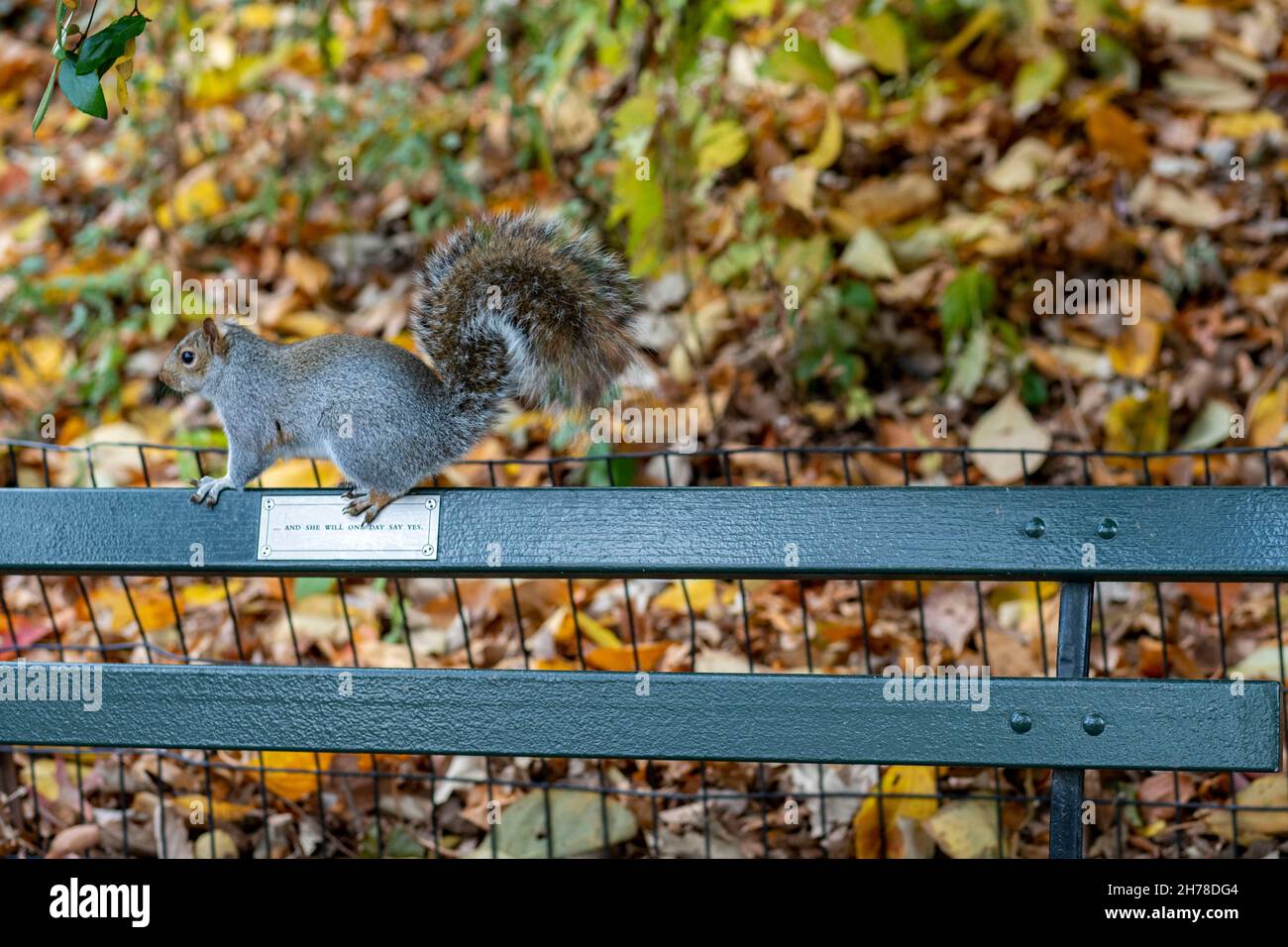 Bethesda terrace new york city images hi-res stock photography and ...