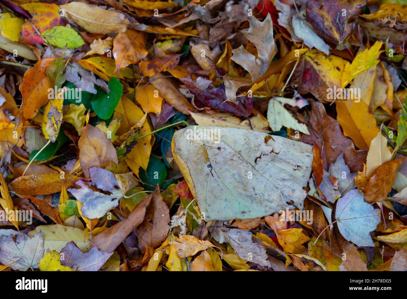CENTRAL PARK NEW YORK CITY FALL/AUTUMN WALK Stock Photo - Alamy
