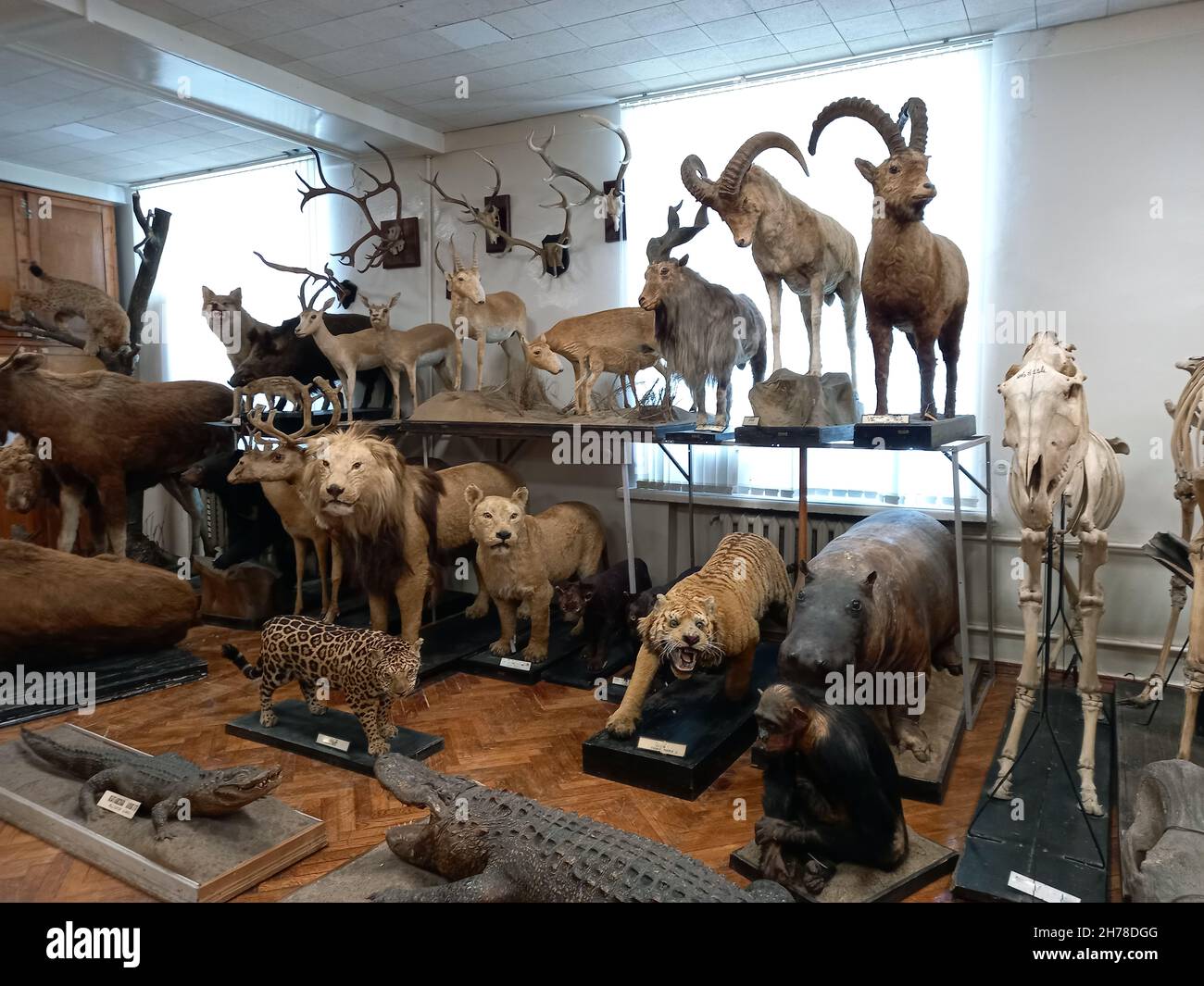 Zoological Museum, taxidermy. Making stuffed animals. High quality ...