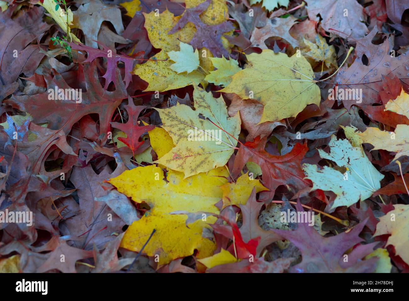 CENTRAL PARK NEW YORK CITY FALL/AUTUMN WALK Stock Photo - Alamy