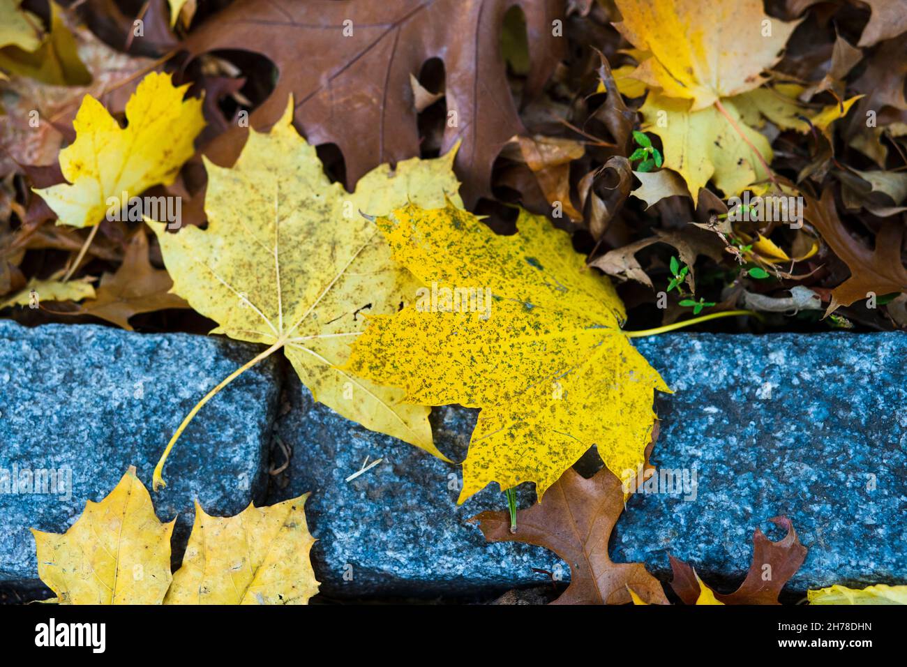 CENTRAL PARK NEW YORK CITY FALL/AUTUMN WALK Stock Photo - Alamy