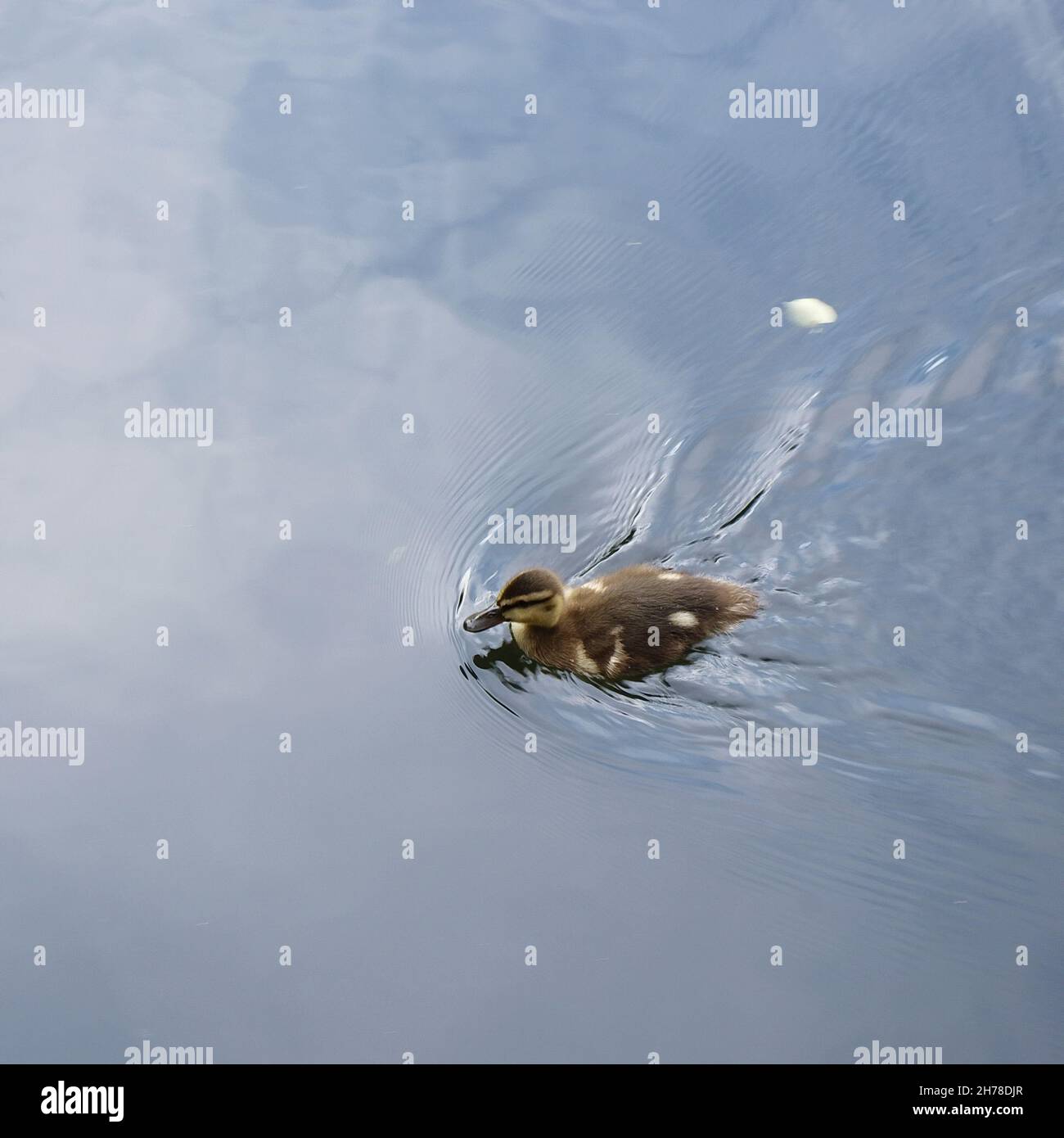 Mallard (Anas platyrhynchos) young duckling swimming on water. Cute ...