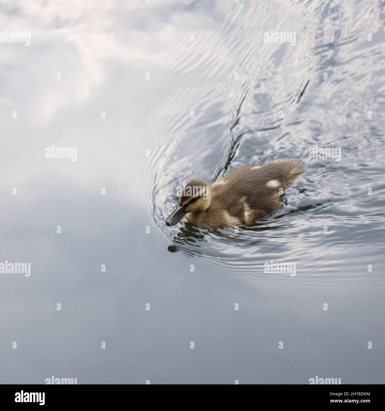 Mallard (Anas platyrhynchos) young duckling swimming on water. Cute ...