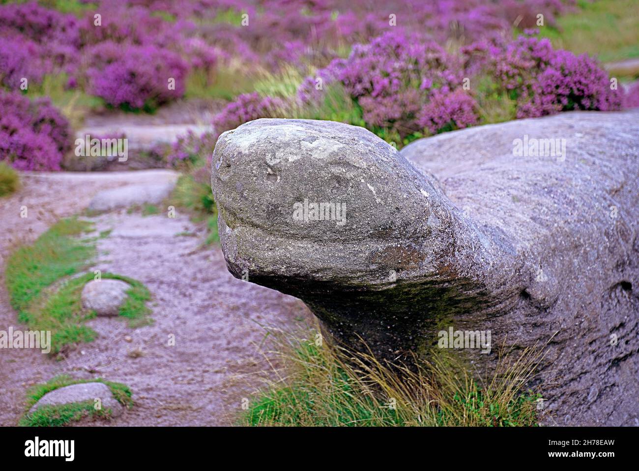 Turtle shape rock hi-res stock photography and images - Alamy