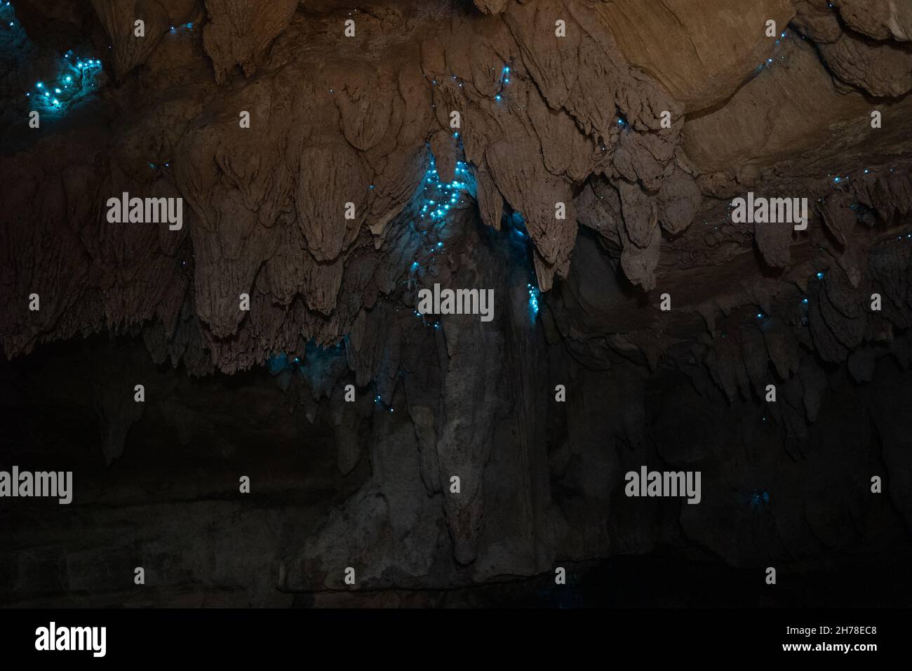 Illuminated Glow Worm Sky in Dark Cave, Waipu Caves, North Island, New ...