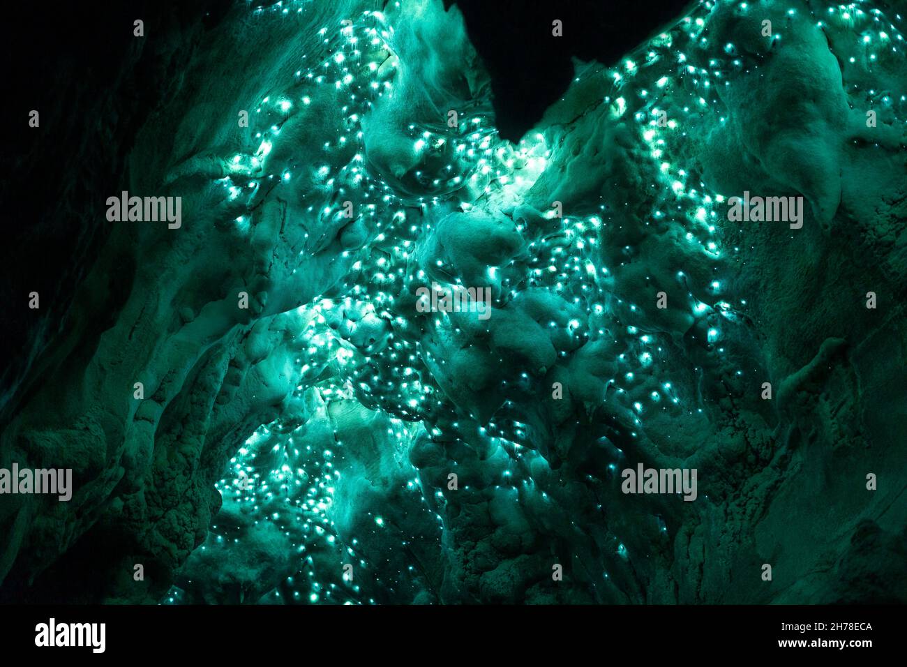 Illuminated Glow Worm Sky in Dark Cave, Waipu Caves, North Island, New ...