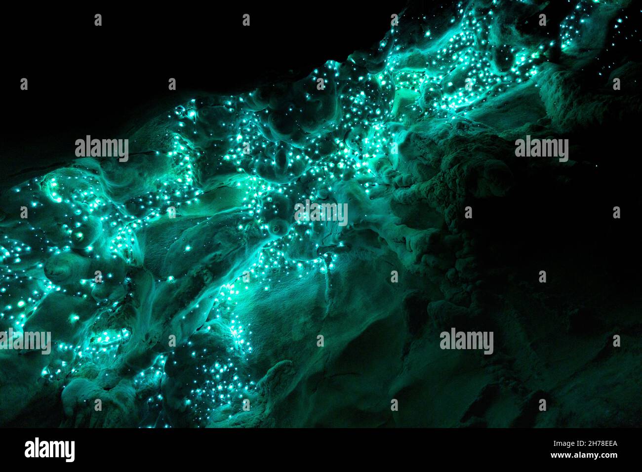 Illuminated Glow Worm Sky in Dark Cave, Waipu Caves, North Island, New ...