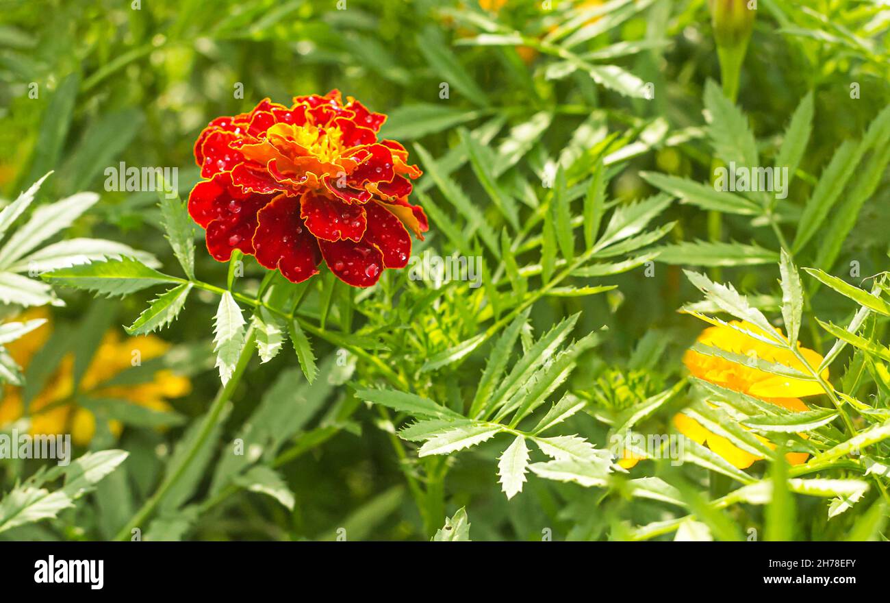 Marigolds in the garden in summer .Tagetes erecta, Mexican marigolds ...