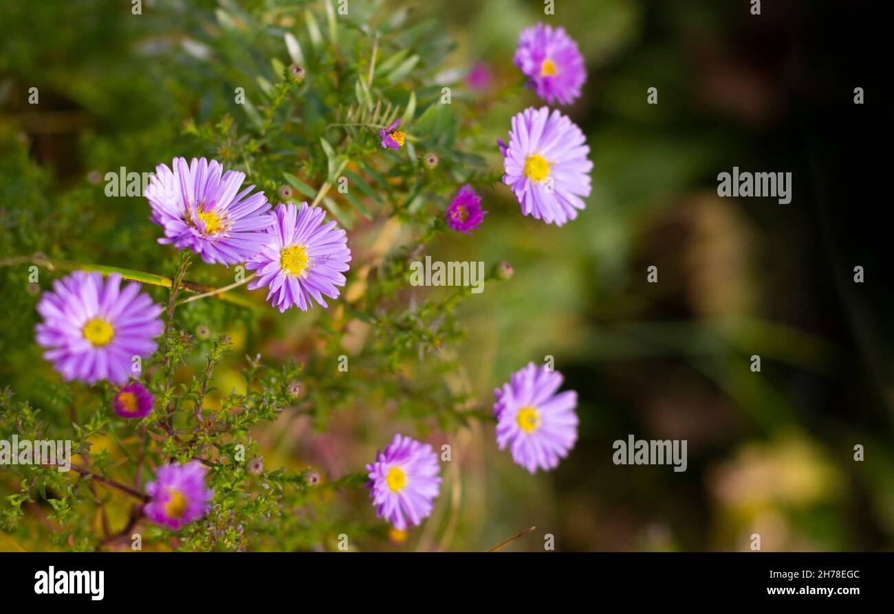 Symphyotrichum dumosum with purple flowers in October in the garden ...