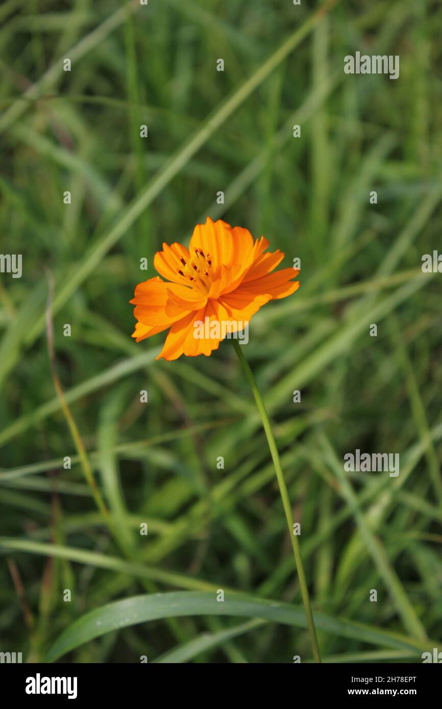 Beautiful bright orange wildflower plants growing in the sunny summer ...