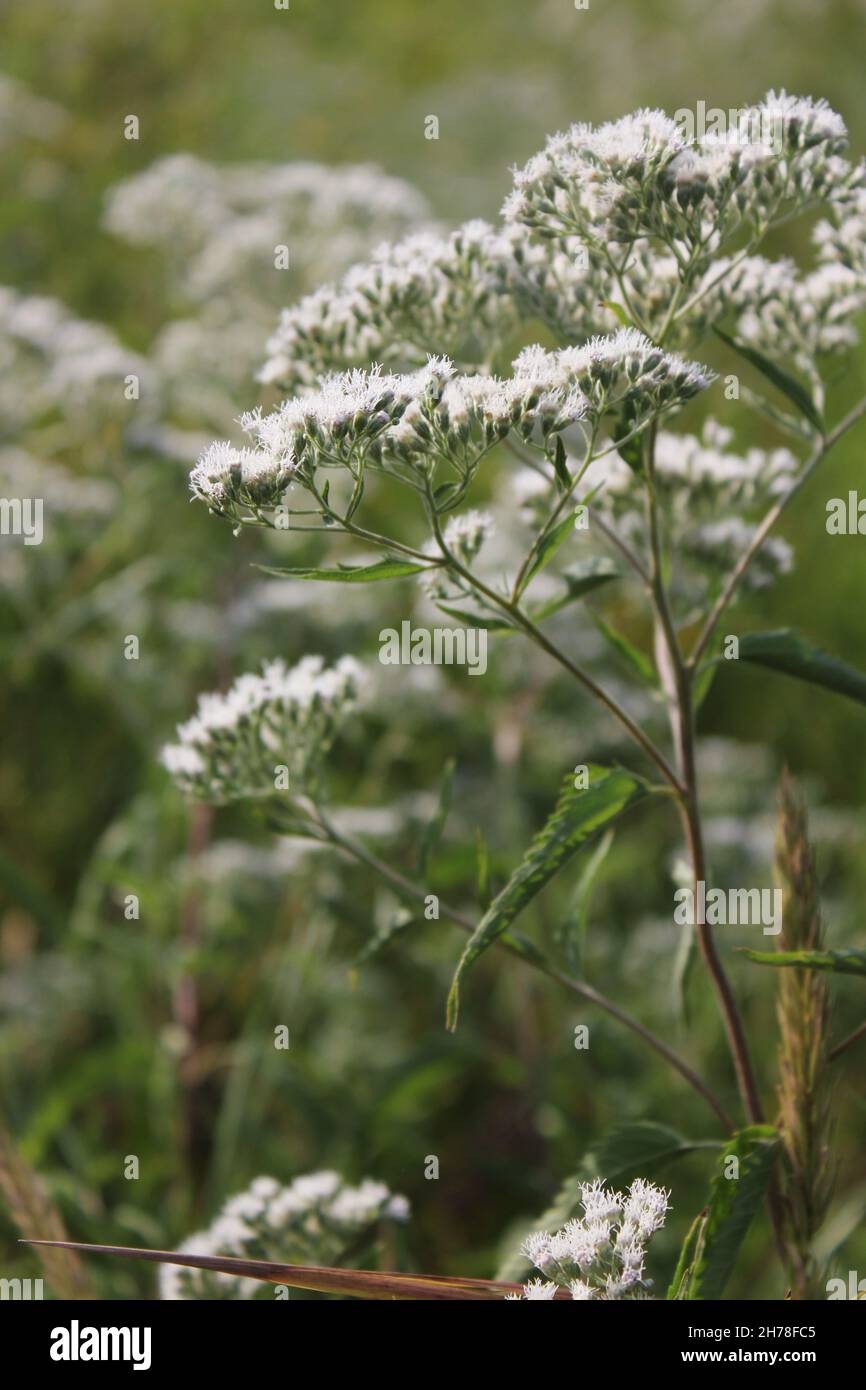Beautiful white wildflower plants growing in the sunny summer meadow ...
