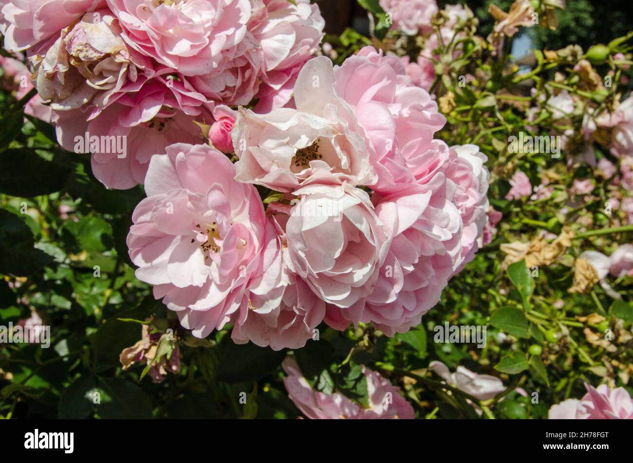 Mid summer blooming hi-res stock photography and images - Alamy