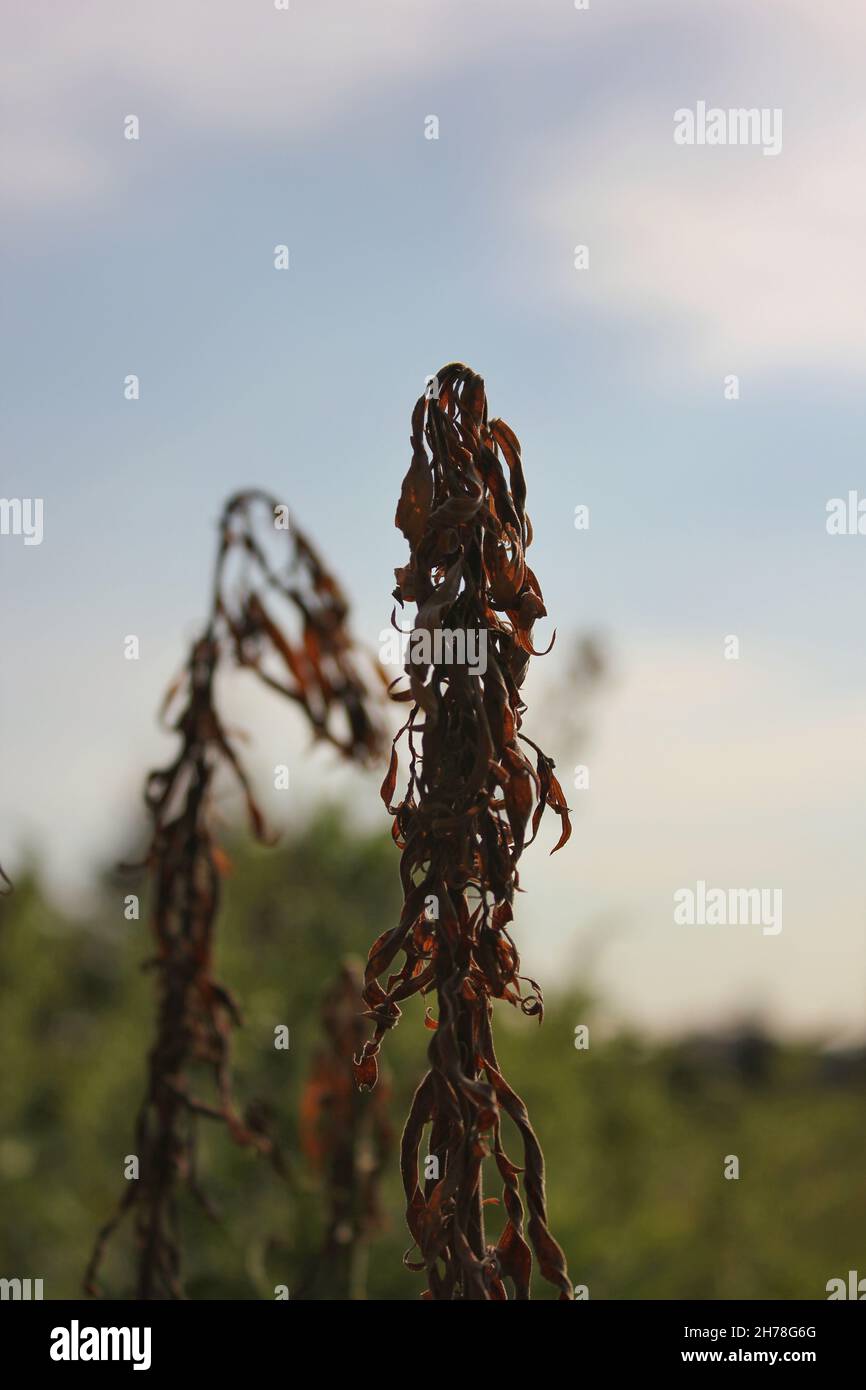 Beautiful withering wildflower plants growing in profile in the sunny ...