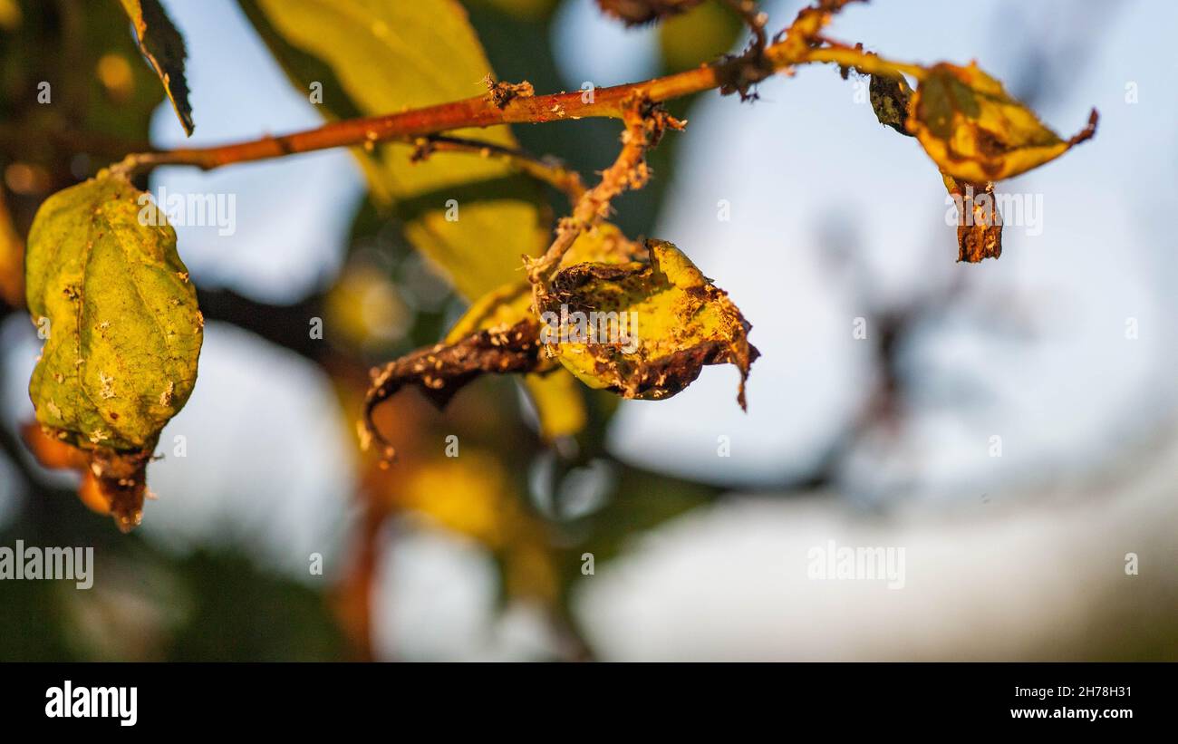 Aphids damaged leaf by pests and diseases. Aphidoidea colony damages ...