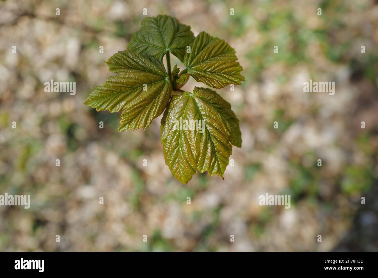 Close up of new leaves emerging on a deciduous tree in the springtime ...