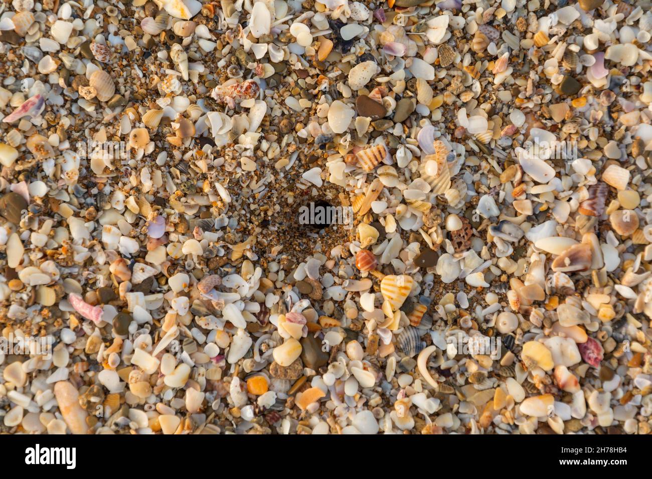 Crab shell texture hi-res stock photography and images - Alamy