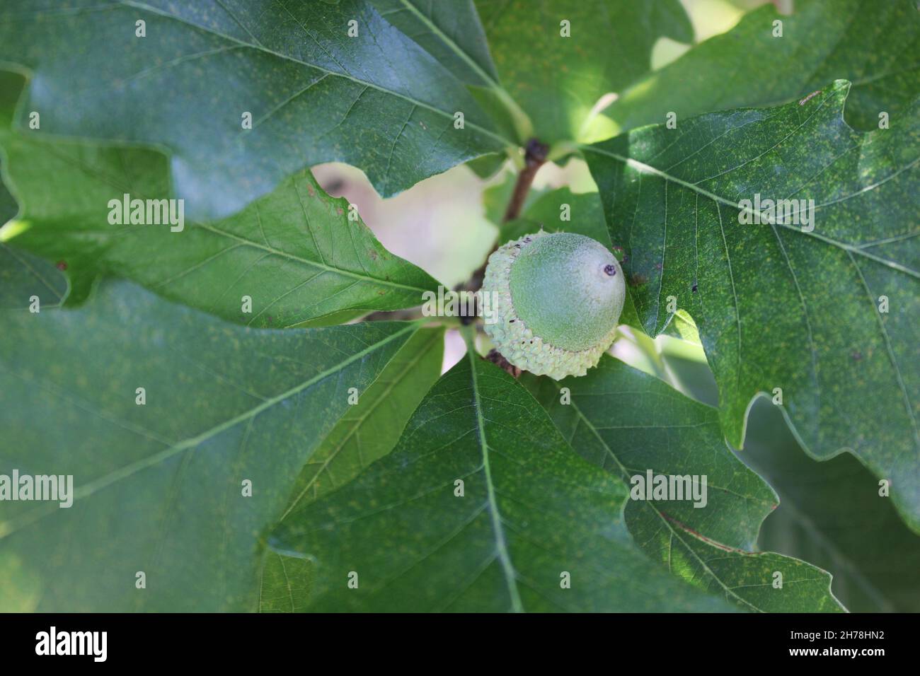 Beautiful acorns growing on the oak tree in the sunny summer meadow ...